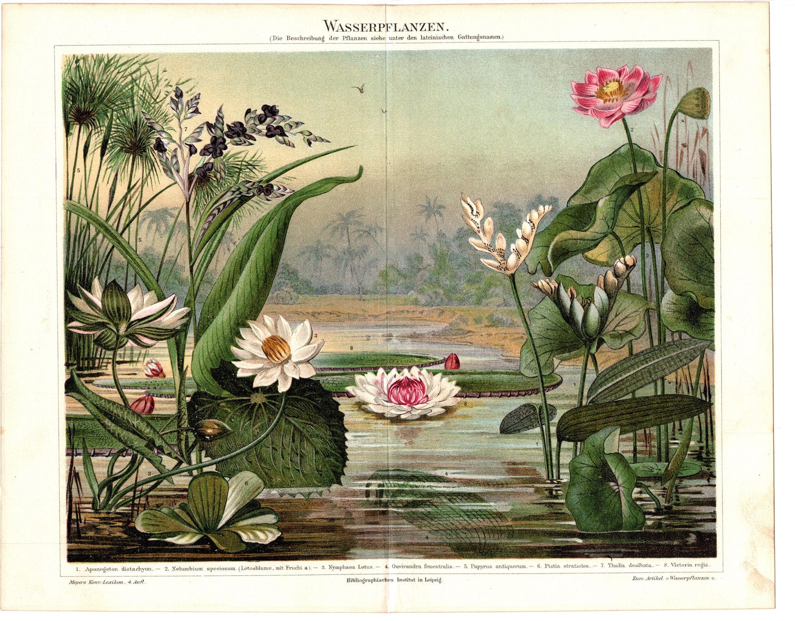 Original 1888 Antique Colour Lithography Print Plants Algae Lily ...