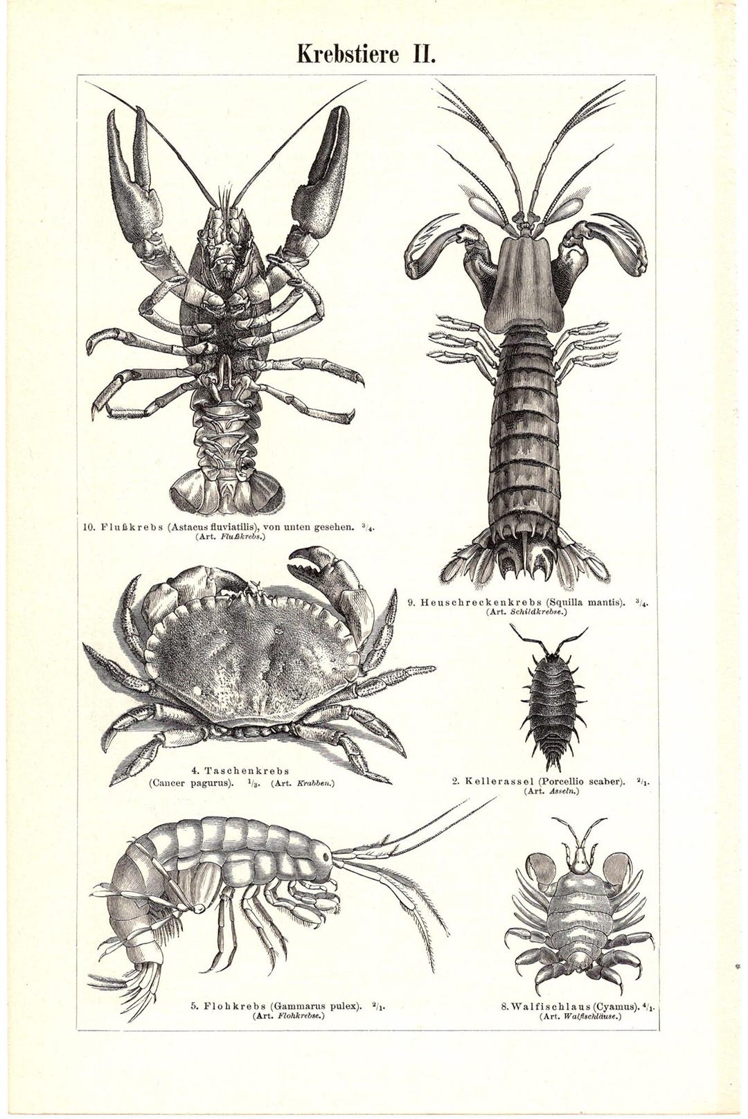 Original 1896 Antique Lithography Print of Different Species of ...