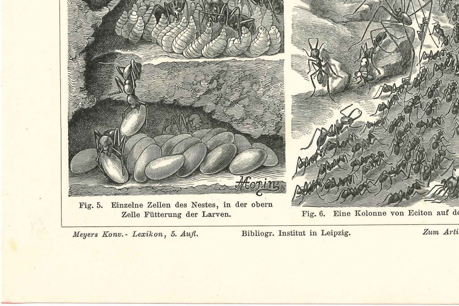 Original 1894 Antique Colour Lithography Prints of Ants in Normal ...