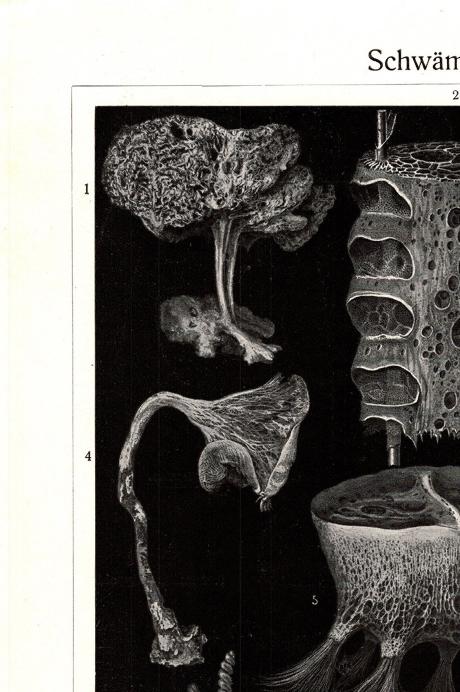 Original 1908 Antique Colour Lithography Print of Sea Animals Glass ...