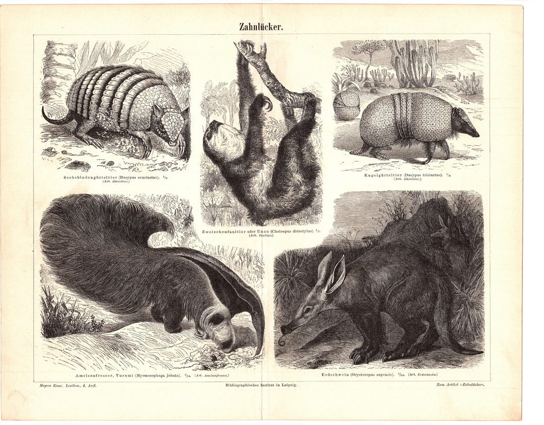 Original 1888 Antique Colour Lithography Print Sloth Anteater Aardvark ...