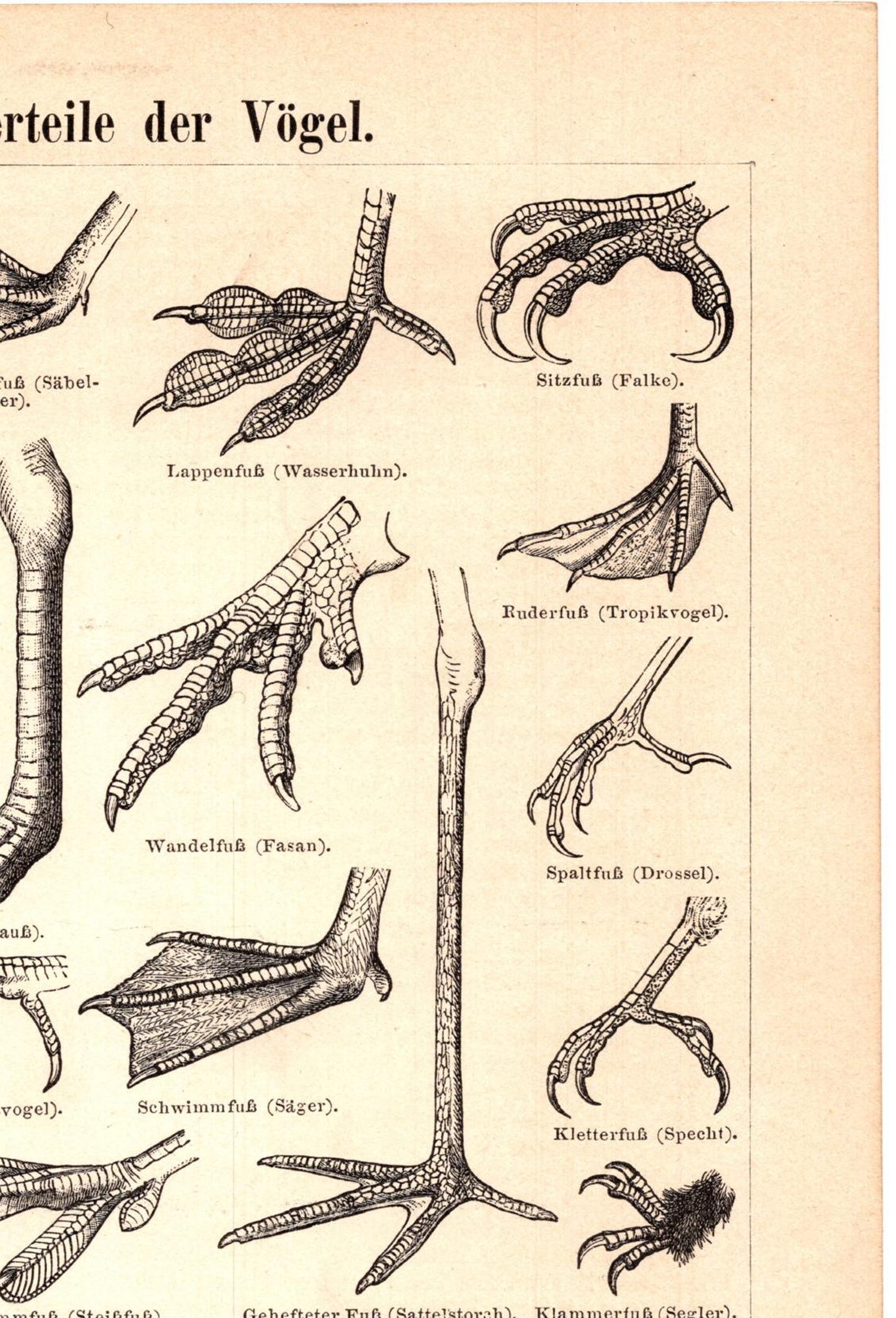 Original 1888 Antique Lithography Print of Body Parts of the Bird ...