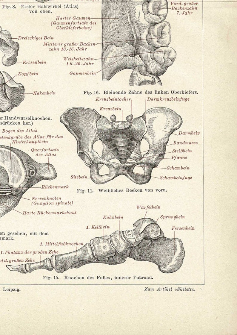Original 1897 Antique Print Showing Cross Sections of the Bodies Bones ...