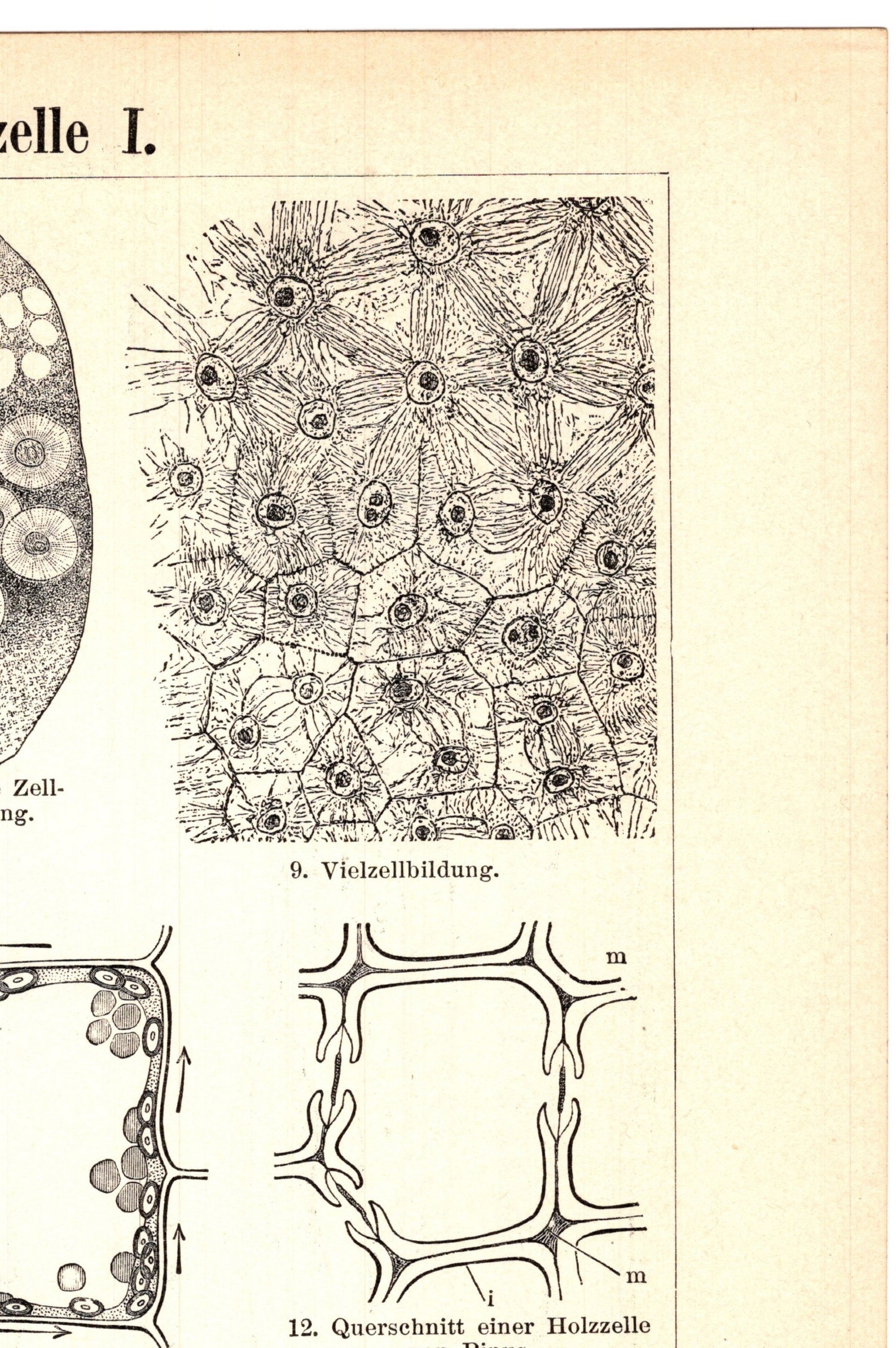 Original 1897 Antique Colour Lithography Print Plant Cell Eukaryotic ...