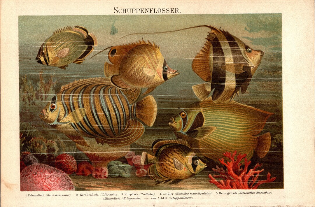 Original 1897 Antique Colour Lithography Print Sea Life Coral Fish ...