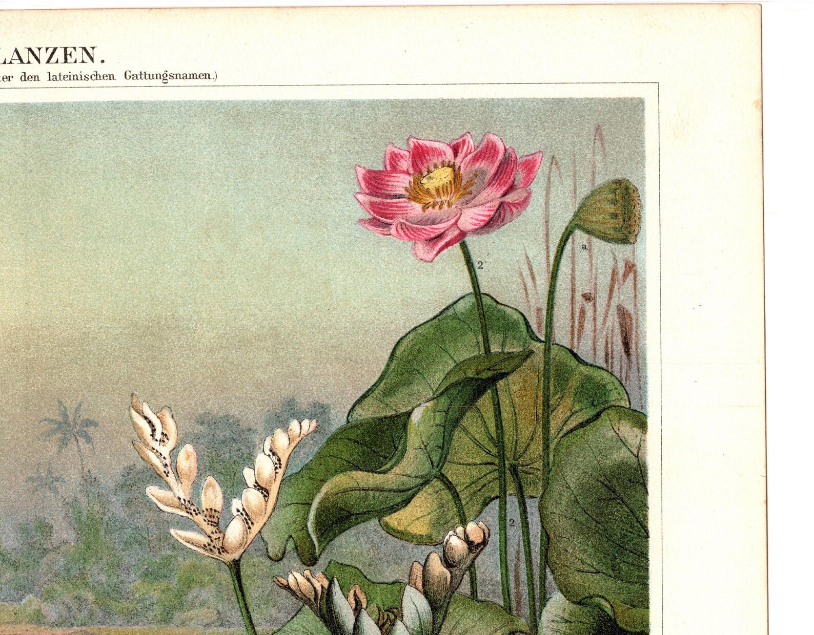 Original 1888 Antique Colour Lithography Print Plants Algae Lily ...