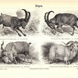 Original 1897 Antique Colour Lithography Print Difference Goat Species ...
