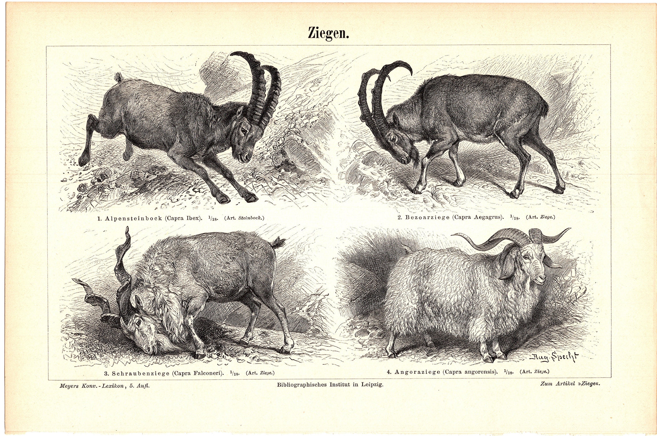 Original 1897 Antique Colour Lithography Print Difference Goat Species ...