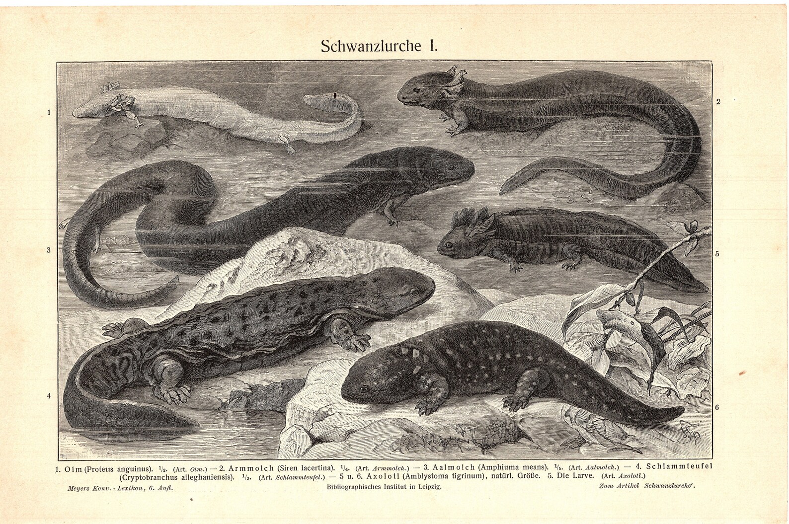 Original 1908 Antique Colour Lithography Print Lizard Species German ...