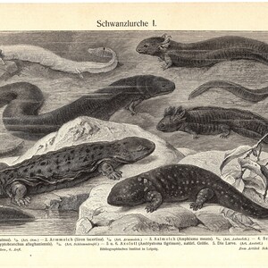 Original 1908 Antique Colour Lithography Print Lizard Species German ...