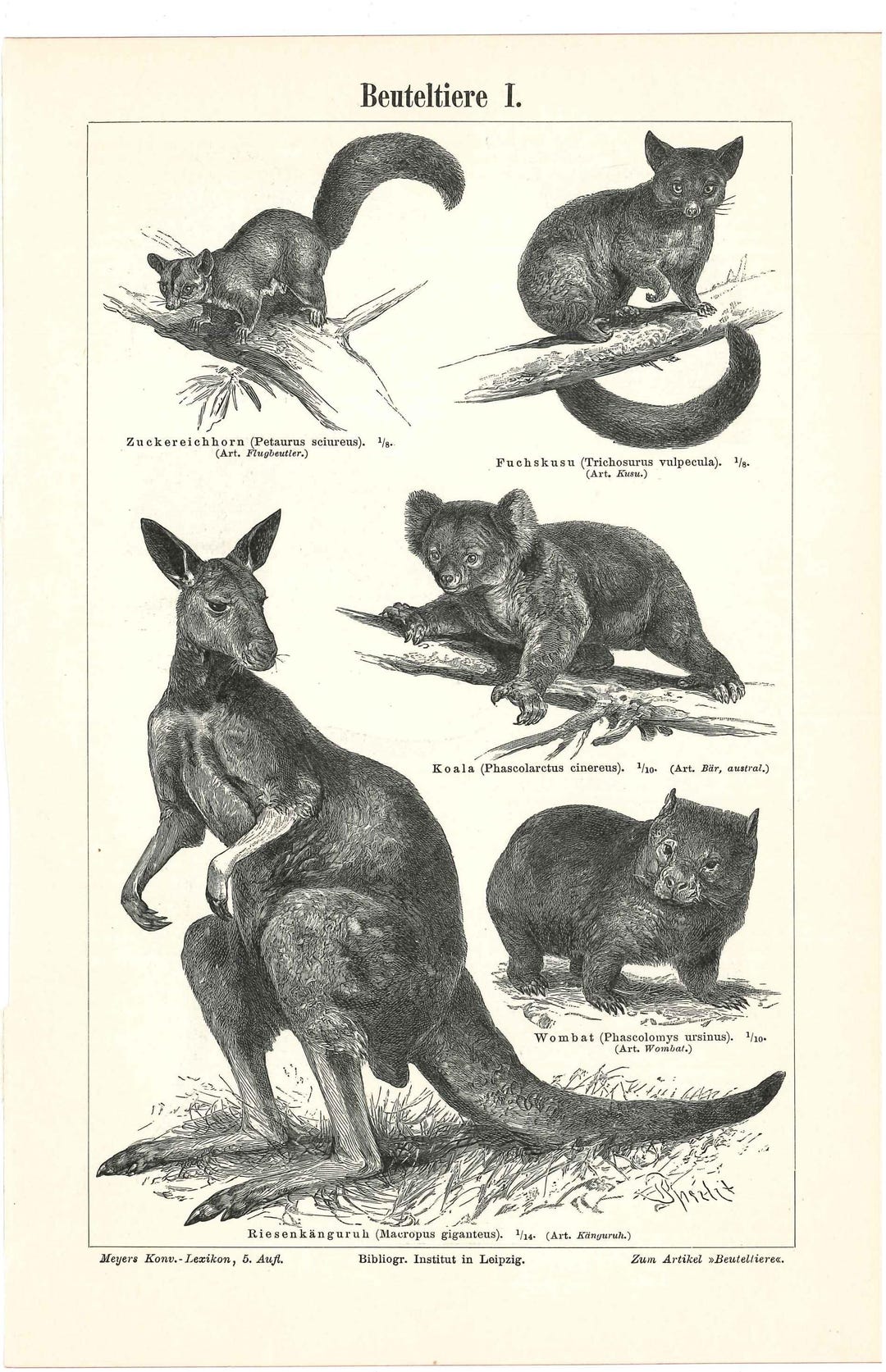 Original 1894 Antique Lithography Print of Different Species of ...