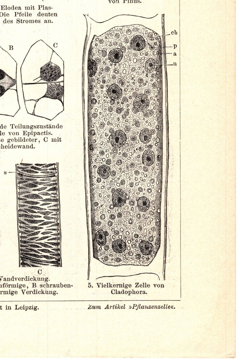 Original 1897 Antique Colour Lithography Print Plant Cell Eukaryotic ...