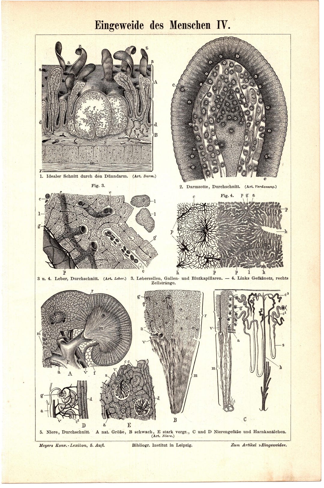 Original 1898 Antique Colour Lithography Print Micro Anatomy of ...