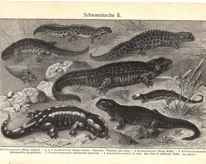 Original 1908 Antique Colour Lithography Print Lizard Species German ...