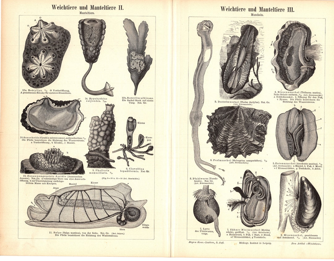 Original 1897 Antique Colour Lithography Print of Different Types ...