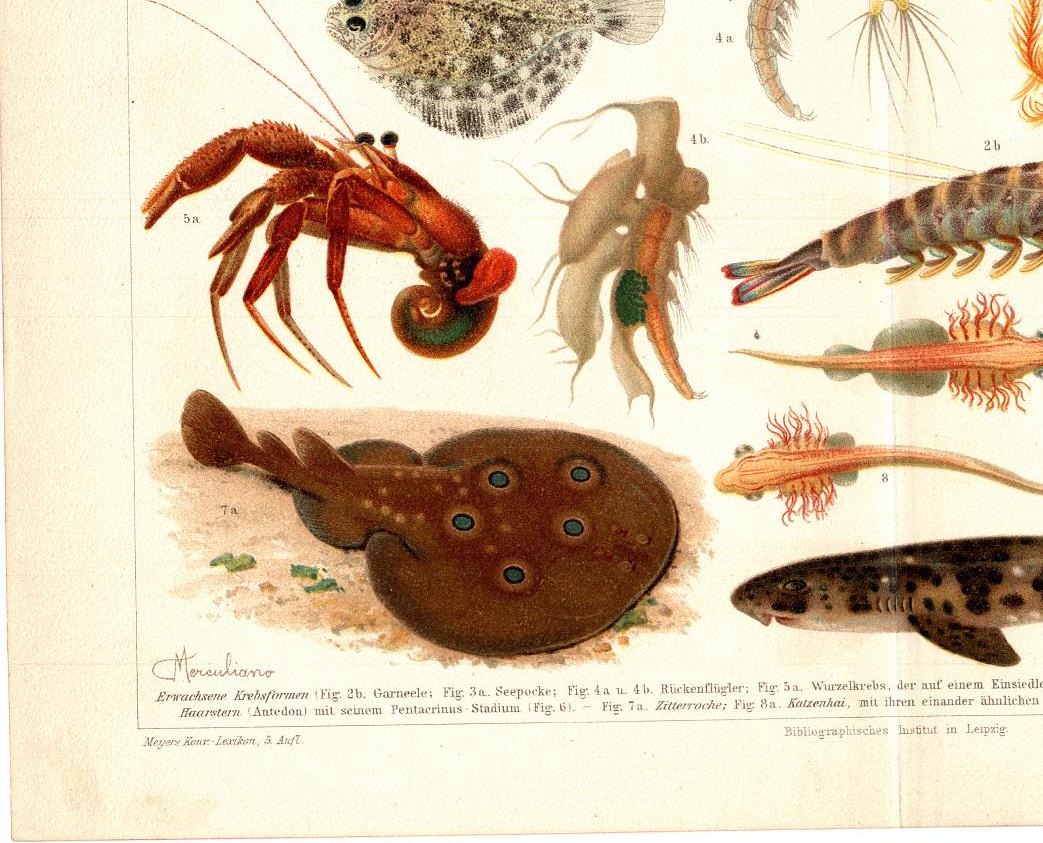 Original 1898 Antique Colour Lithography Print Embryology History of ...