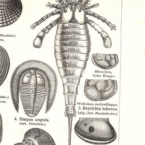 Original 1908 Antique Colour Lithography Print Silurian Hambrian ...