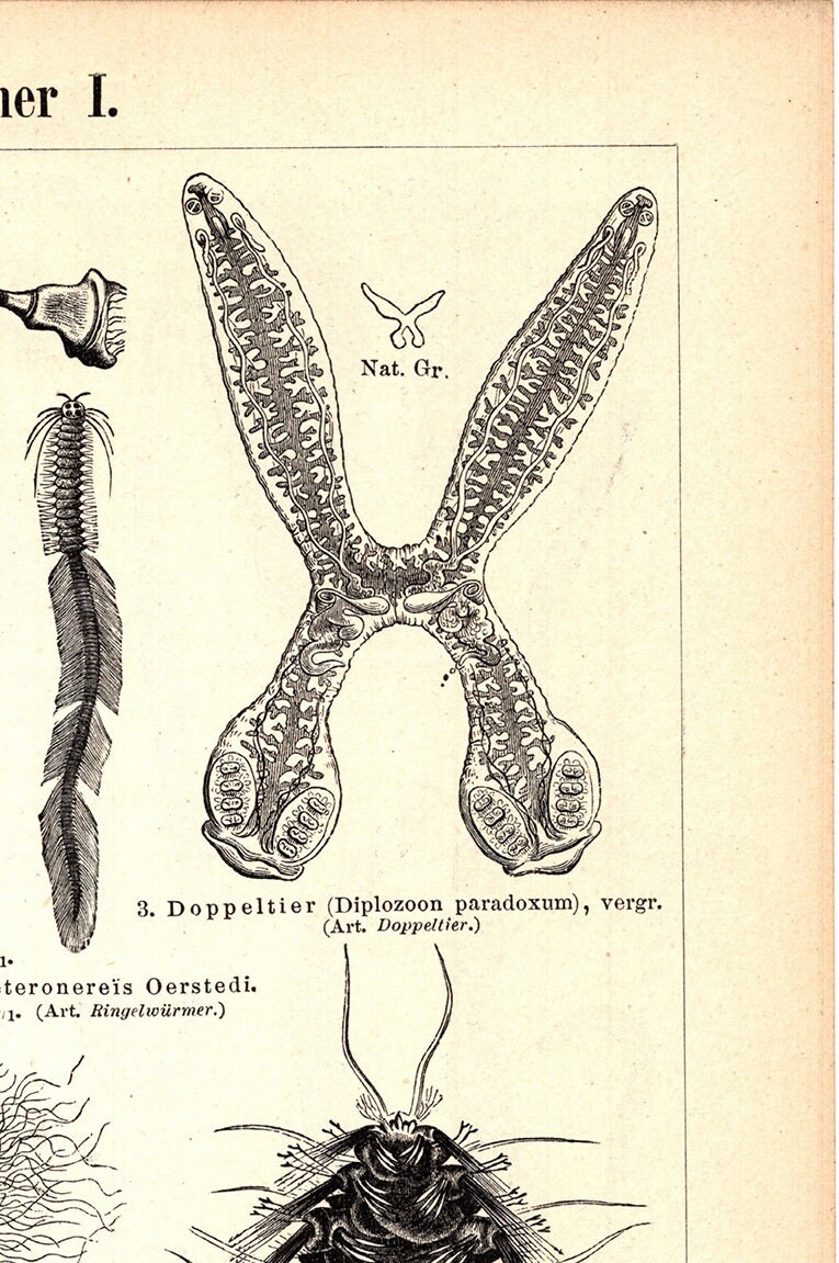 Original 1897 Antique Colour Lithography Print Hemiptera - Etsy