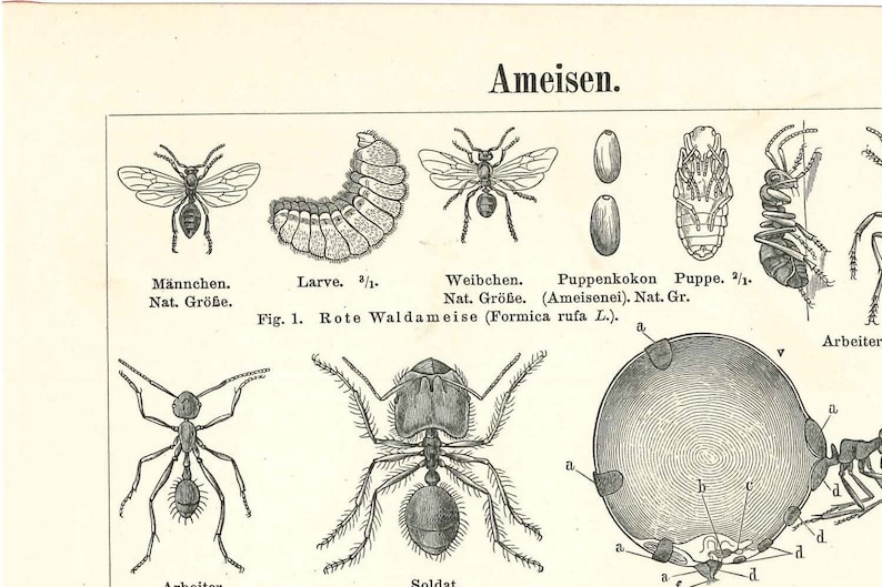 Original 1894 Antique Colour Lithography Prints of Ants in Normal ...