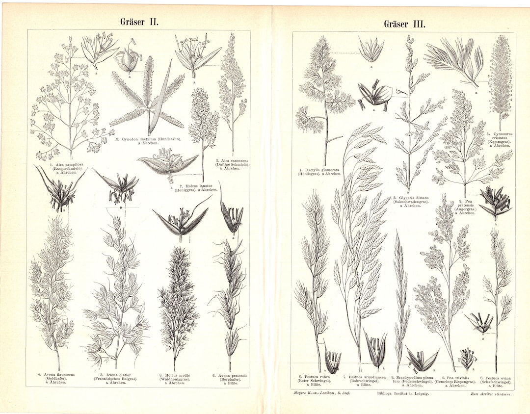 Original 1897 Antique Colour Lithography Print Graser Family ...