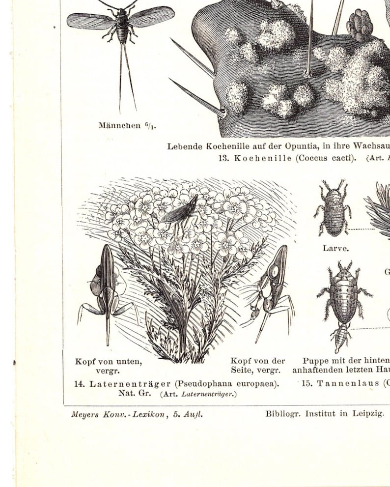 Original 1895 Antique Colour Lithography Print of Garden Pests Insects ...