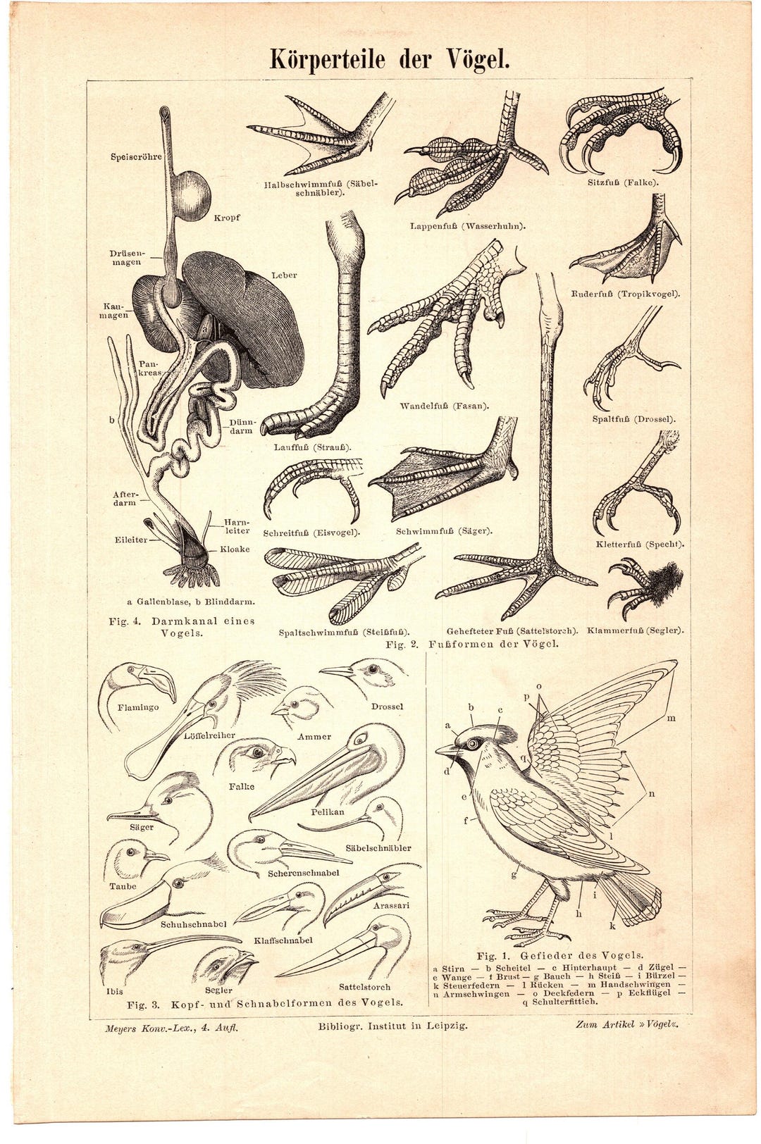 Original 1888 Antique Lithography Print of Body Parts of the Bird ...