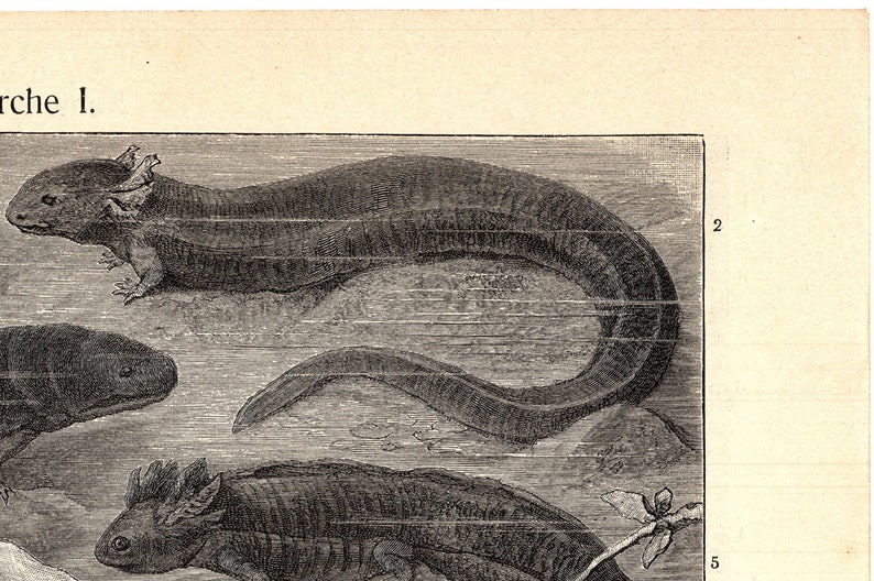 Original 1908 Antique Colour Lithography Print Lizard Species German ...