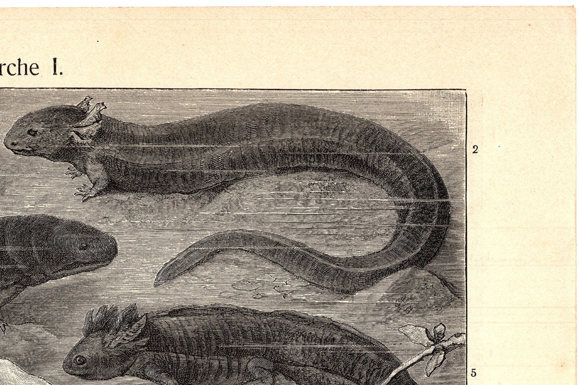 Original 1908 Antique Colour Lithography Print Lizard Species German ...