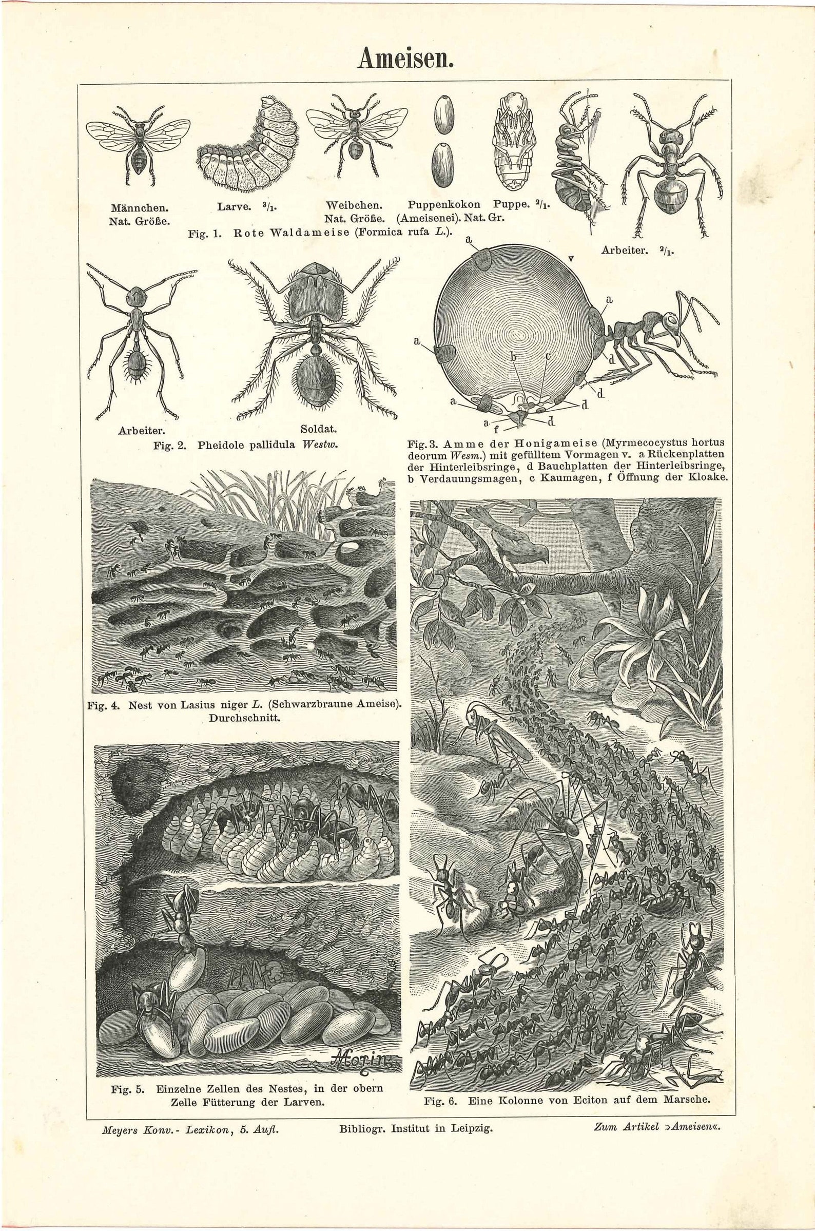 Original 1894 Antique Colour Lithography Prints of Ants in Normal ...