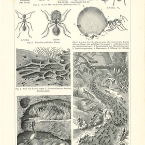Original 1894 Antique Colour Lithography Prints of Ants in Normal ...
