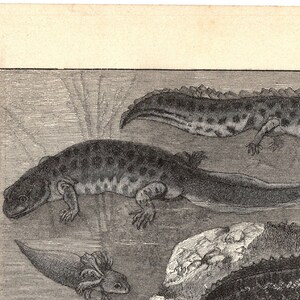 Original 1908 Antique Colour Lithography Print Lizard Species German ...