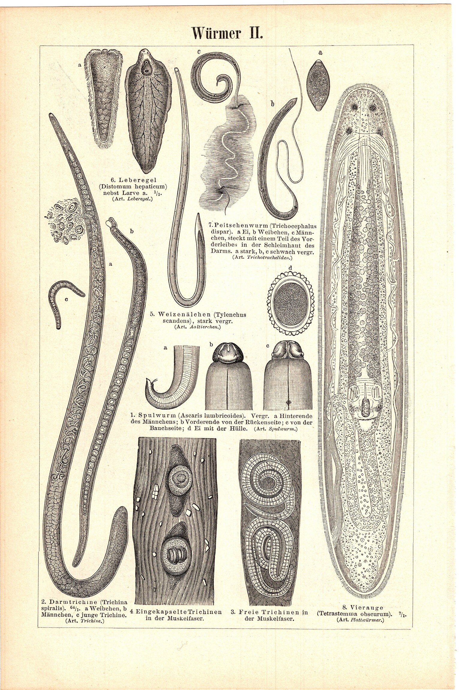 Original 1897 Antique Colour Lithography Print Hemiptera - Etsy