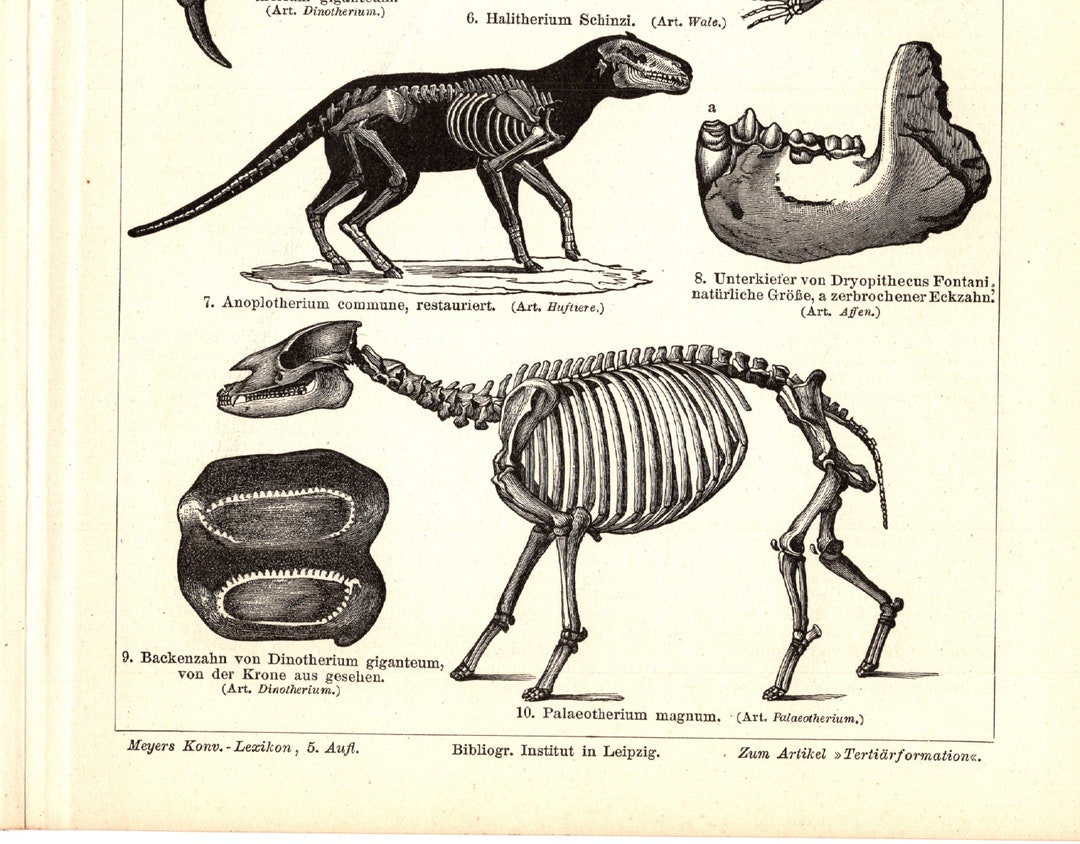 Original 1897 Antique Lithography Print of Tertiary Formation ...