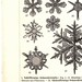 Original 1897 Antique Colour Lithography Print of Snowflakes - Etsy
