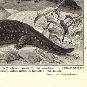 Original 1908 Antique Colour Lithography Print Lizard Species German ...