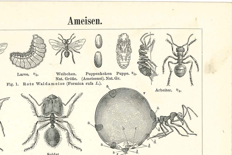 Original 1894 Antique Colour Lithography Prints of Ants in Normal ...