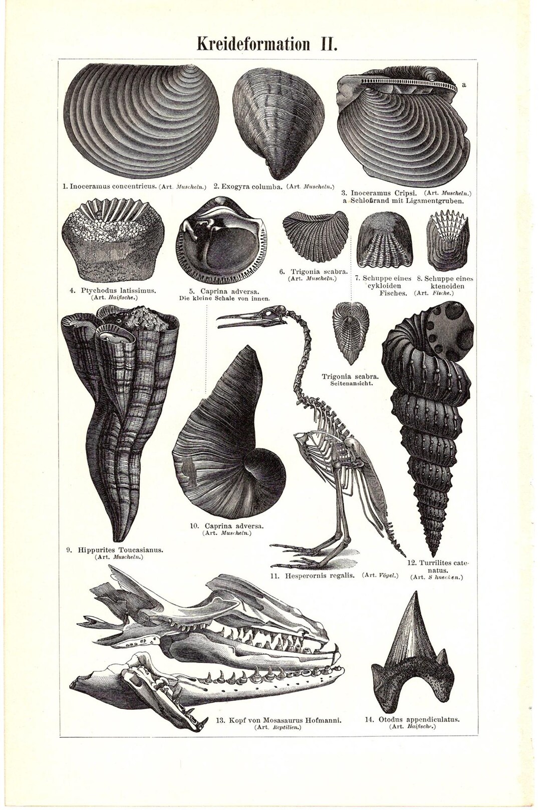 Original 1896 Lithography Print Fossils Geological Period Shell Fossil ...
