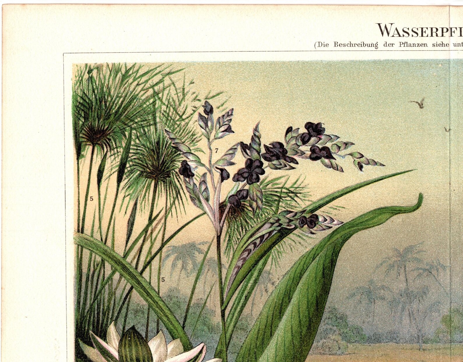 Original 1888 Antique Colour Lithography Print Plants Algae Lily ...