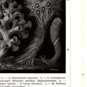 Original 1908 Antique Colour Lithography Print of Sea Animals Glass ...