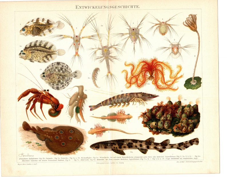 Original 1898 Antique Colour Lithography Print Embryology History of ...