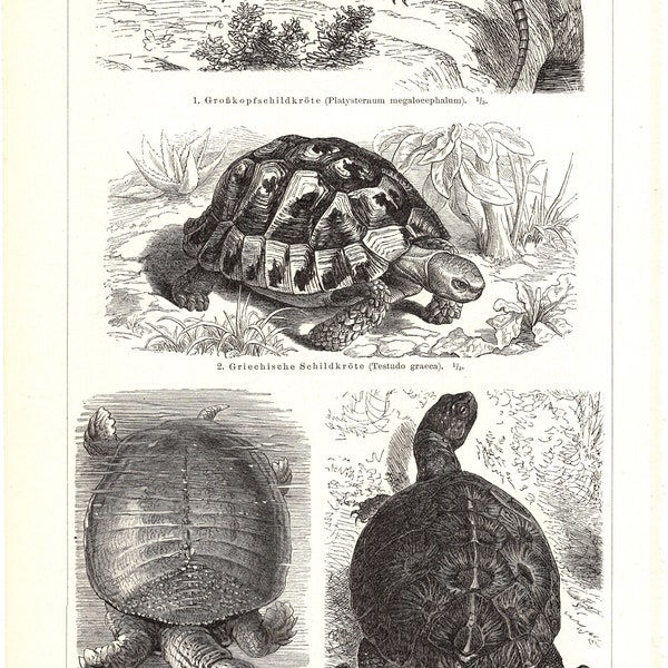 Antique Sea Turtle Shell - Etsy