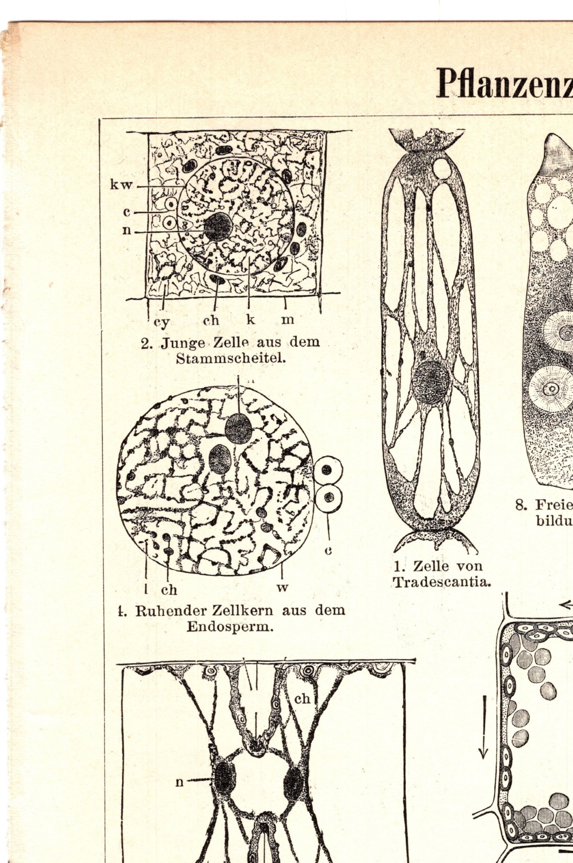 Original 1897 Antique Colour Lithography Print Plant Cell Eukaryotic ...