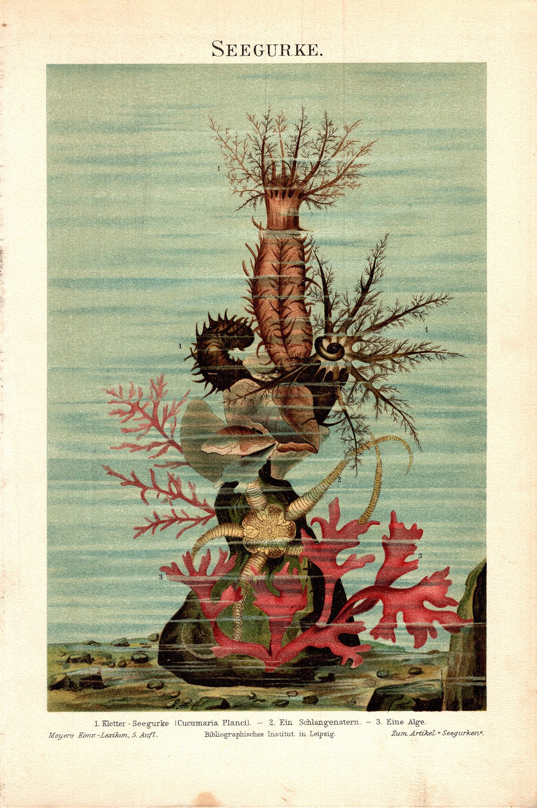 Original 1897 Antique Colour Lithography Print Sea Cucumber Ocean ...