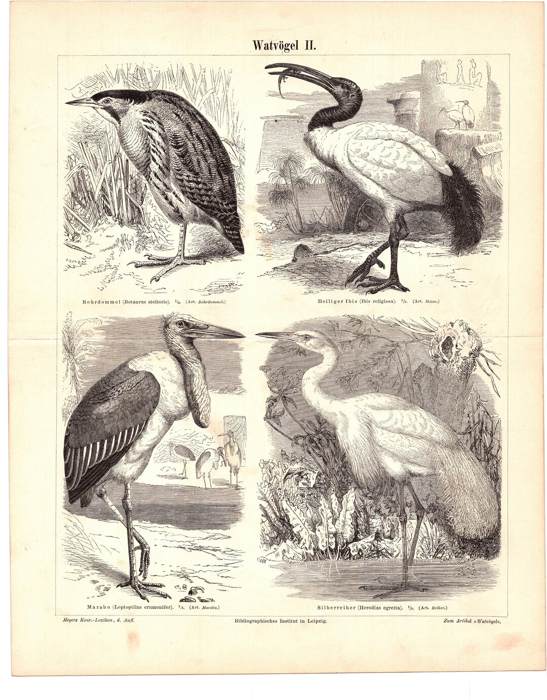 Original 1888 Antique Lithography Print Ducks Species German Nature ...