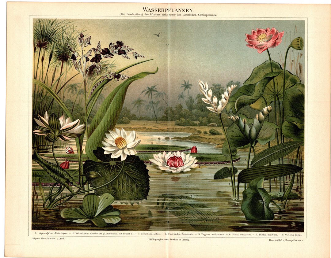 Original 1897 Antique Colour Lithography Print Plants Algae Lily Aquatic Water Life Nature Lake ...