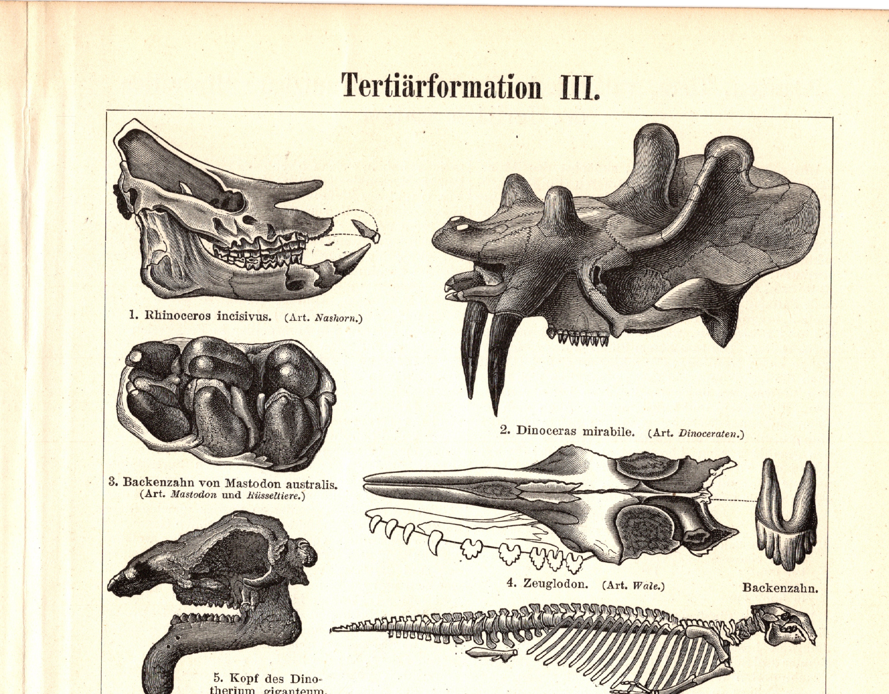 Original 1897 Antique Lithography Print of Tertiary Formation ...
