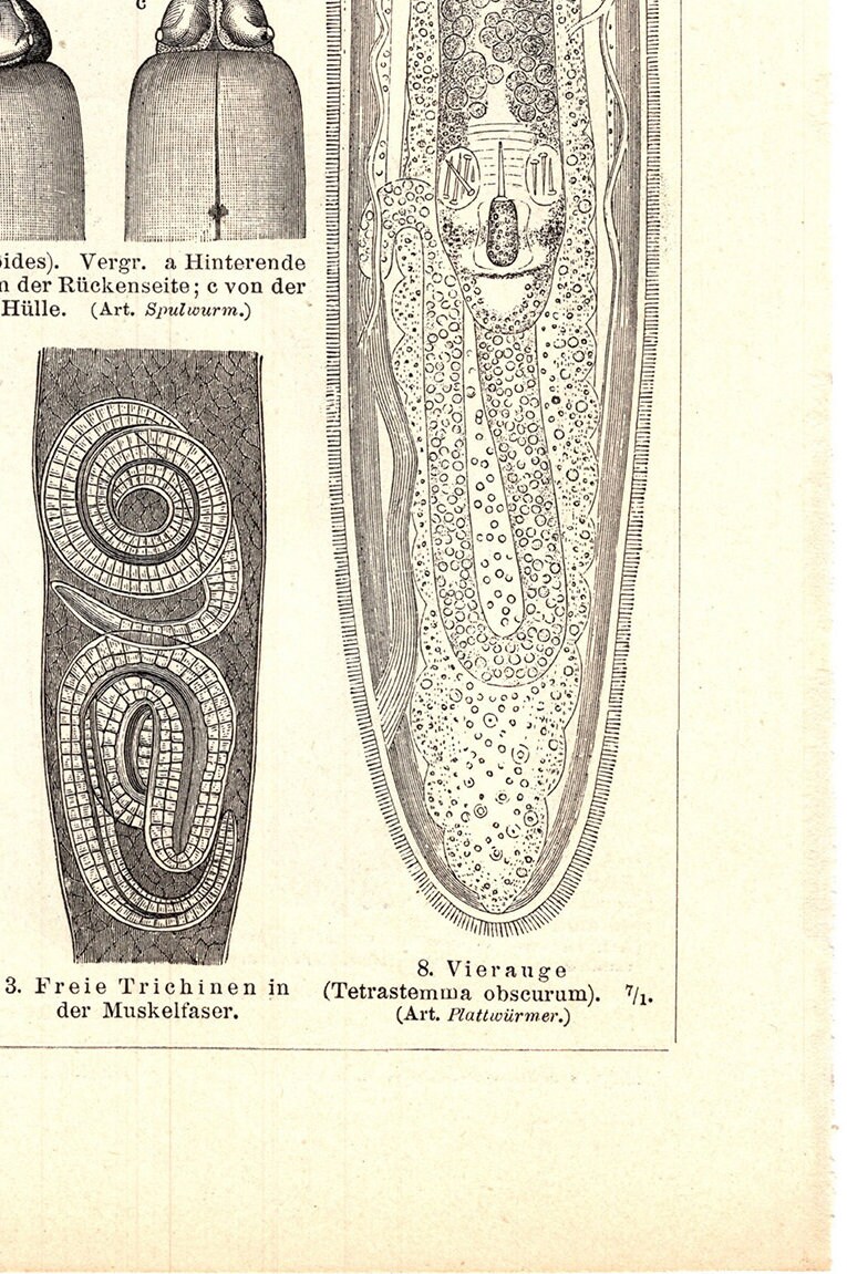 Original 1897 Antique Colour Lithography Print Hemiptera - Etsy