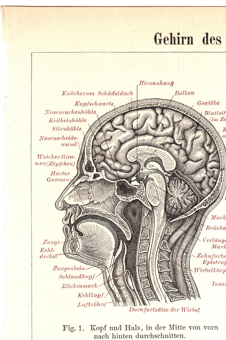 Impression lithographique couleur antique originale de 1897 l'anatomie ...