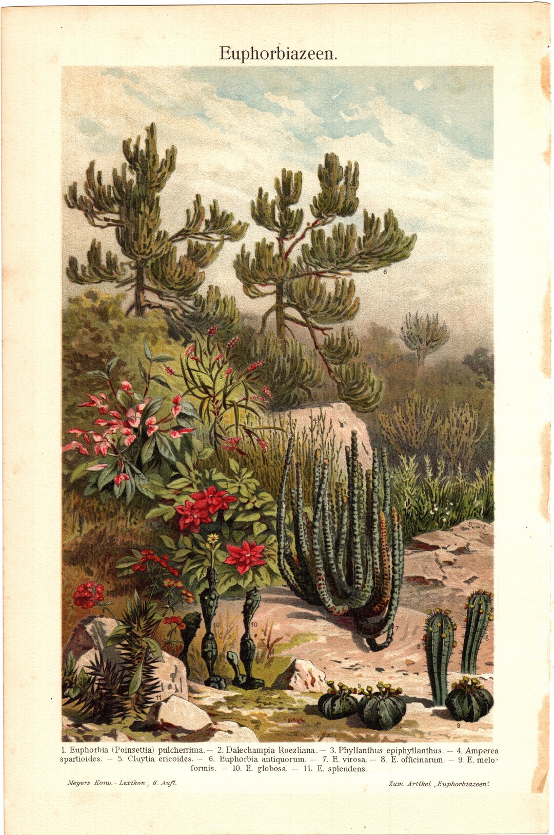 Original 1907 Antique Colour Lithography Print Wild Vegetation From ...
