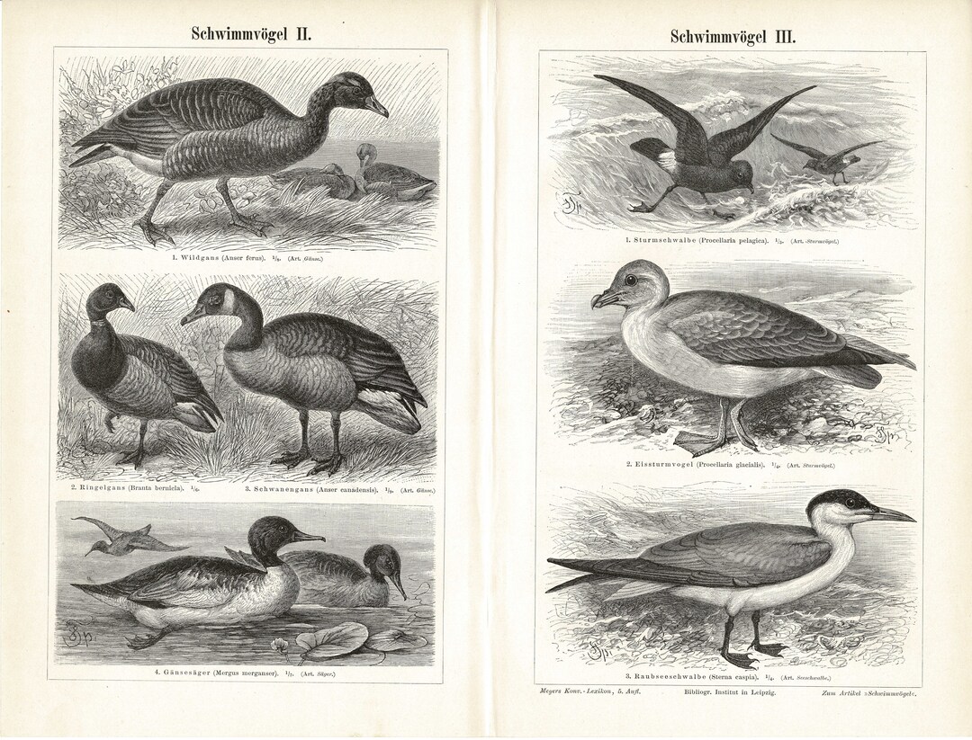 Original 1897 Antique Lithography Print Ducks Species German Nature ...